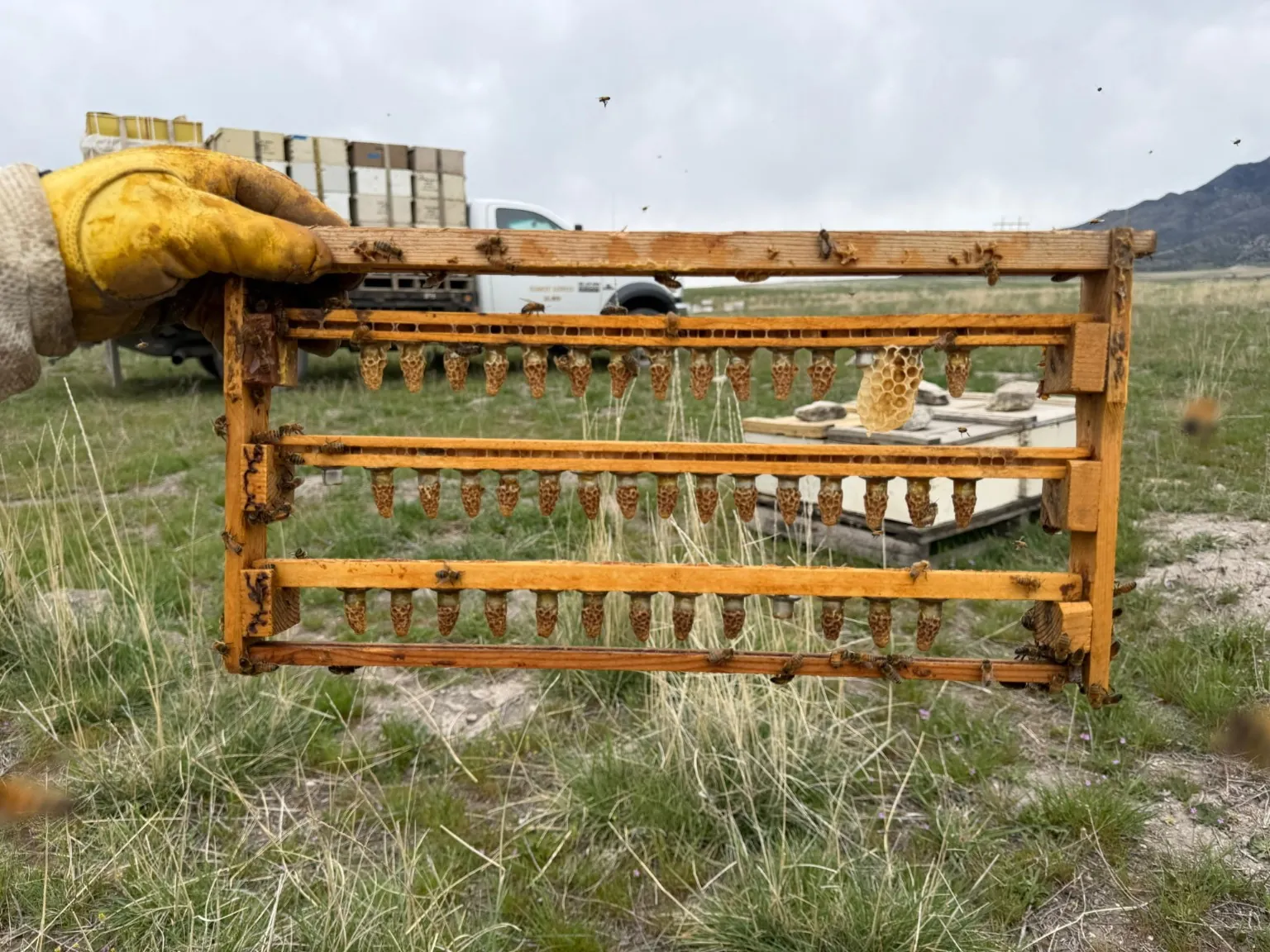 April Beekeeping Checklist | The Hive | Slide Ridge